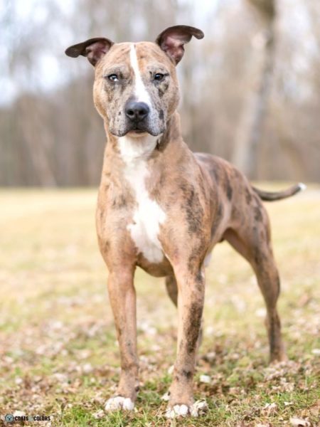 Merle-Locus | Coats and Colors