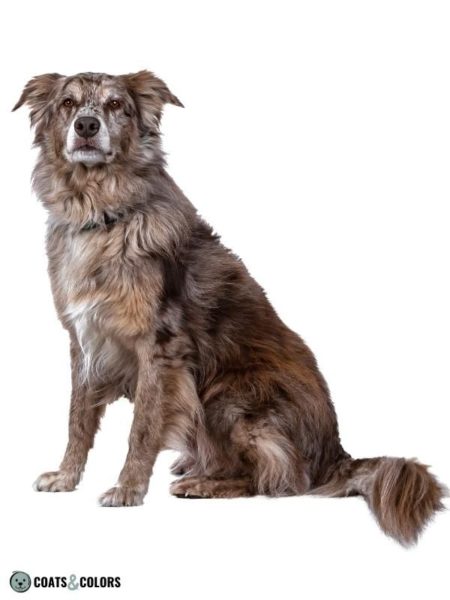 Merle-Locus | Coats and Colors