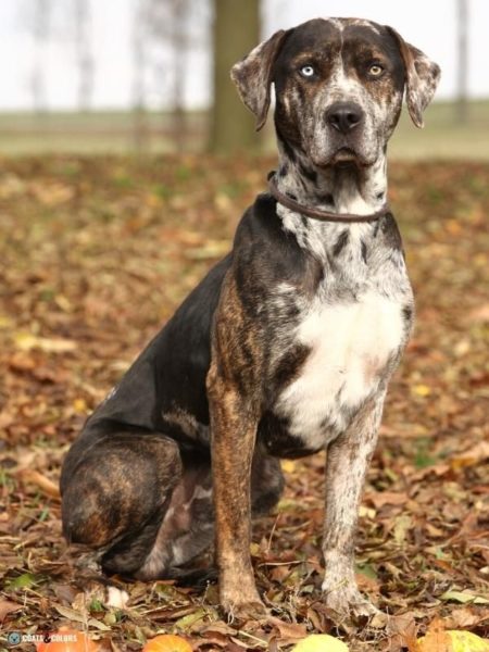 Merle-Locus | Coats and Colors