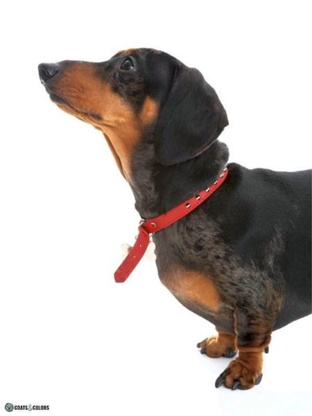 Merle-Locus | Coats and Colors