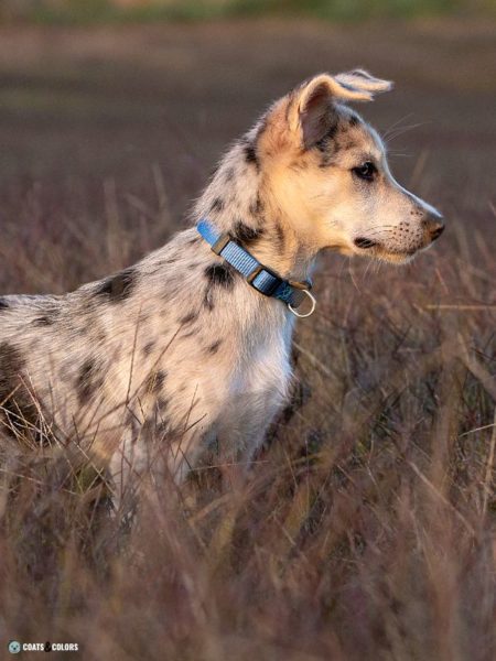 Merle-Locus | Coats and Colors