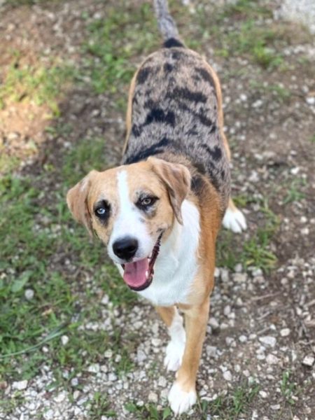 Merle-Locus | Coats and Colors