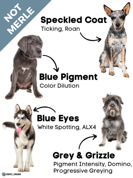 Merle-Locus | Coats and Colors