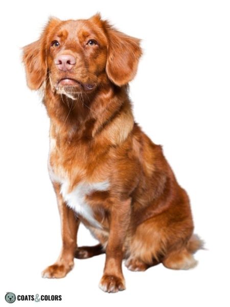 Phaeomelanin Intensity | Coats and Colors