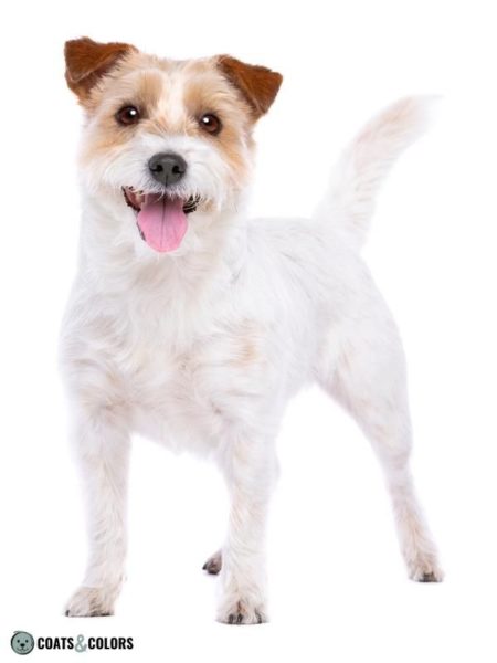 S-Locus (White Spotting, Piebald) | Coats and Colors