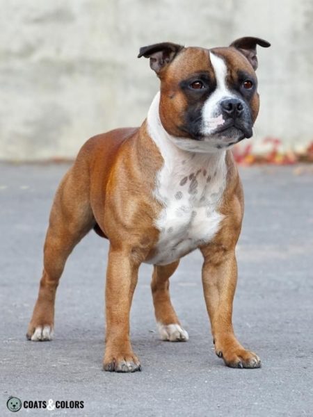S Locus (Piebald) | Coats and Colors
