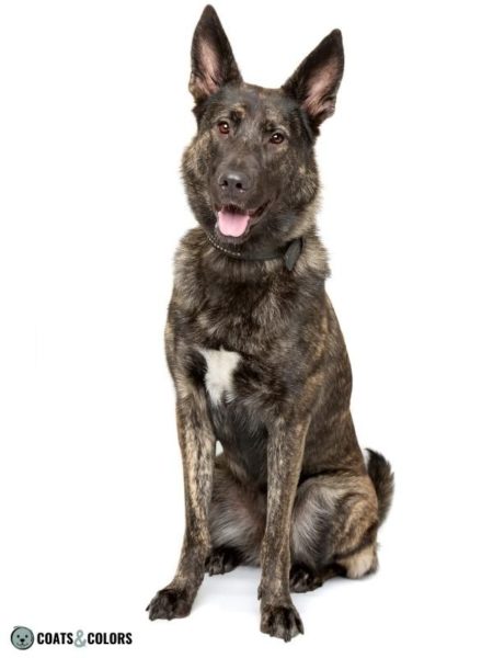 S Locus (Piebald) | Coats and Colors