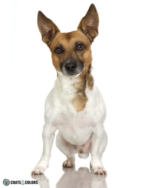 S-Locus (White Spotting, Piebald) | Coats and Colors