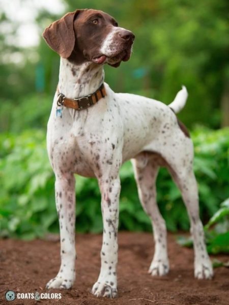 S-Locus (White Spotting, Piebald) | Coats and Colors
