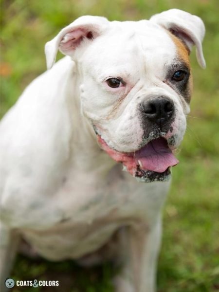 S-Locus (White Spotting, Piebald) | Coats and Colors