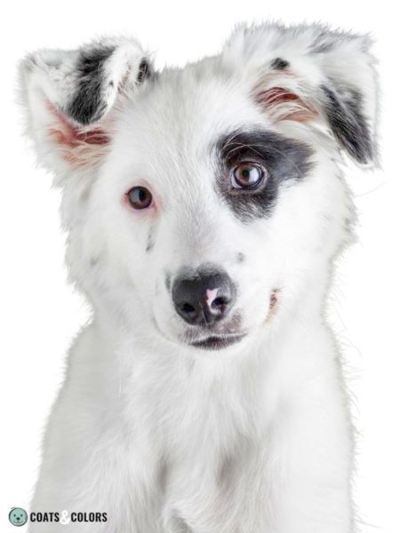 S Locus (Piebald) | Coats and Colors