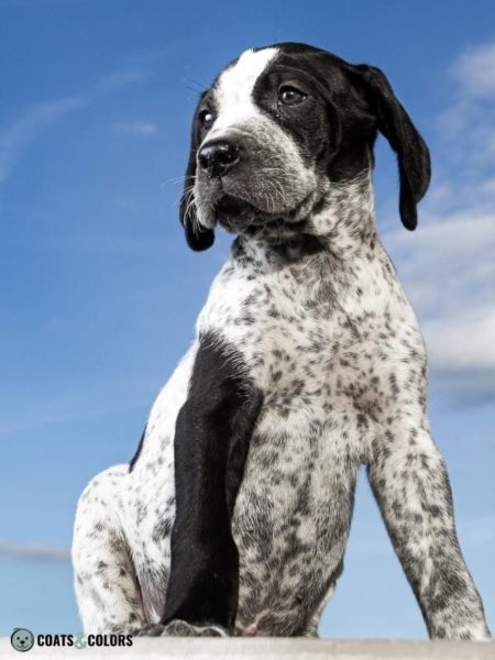 S-Locus (White Spotting, Piebald) | Coats and Colors