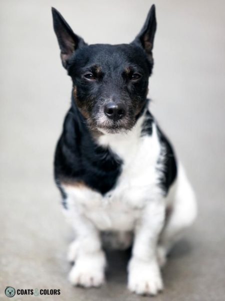 S-Locus (White Spotting, Piebald) | Coats and Colors