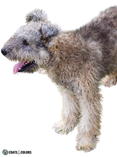 G-Locus | Coats and Colors