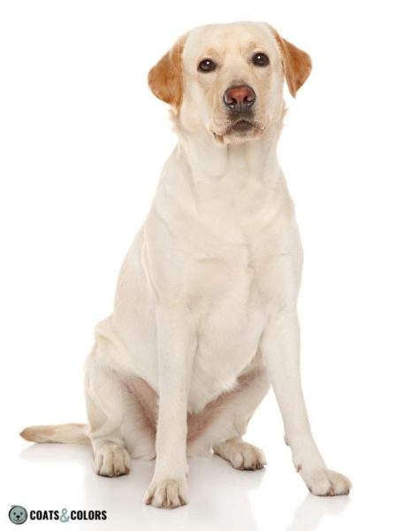 Recessive Red (e/e) | Coats and Colors