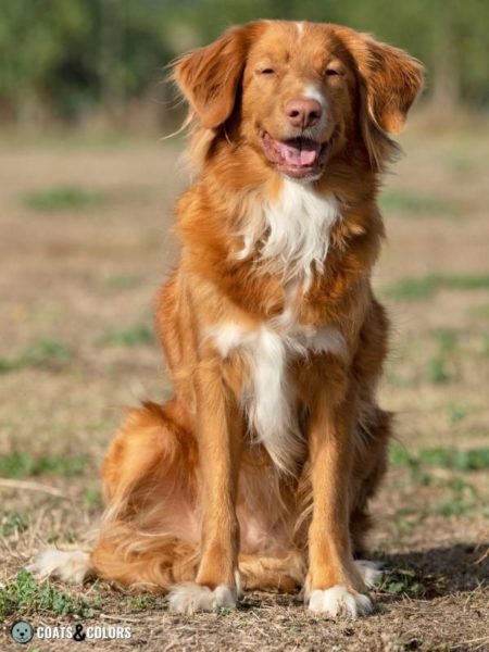 Recessive Red (e/e) | Coats and Colors