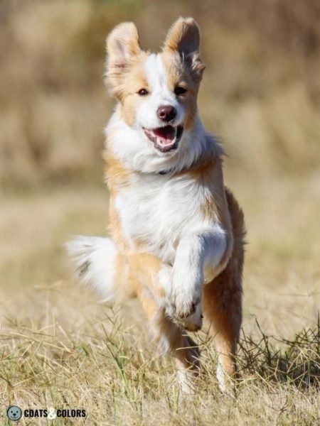 Recessive Red (e/e) | Coats and Colors