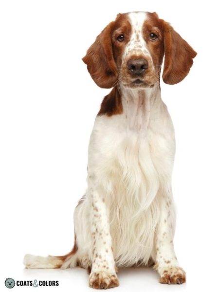 Recessive Red (e/e) | Coats and Colors