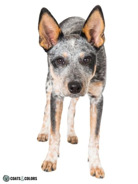 Ticking, Spots and Roan | Coats and Colors