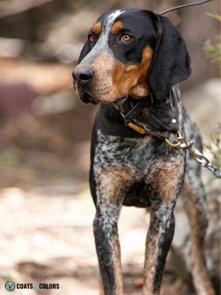 Ticking, Spots and Roan | Coats and Colors