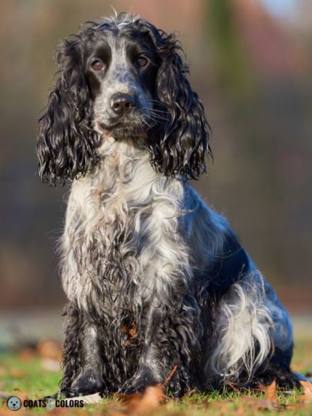 Ticking, Spots & Roan | Coats and Colors