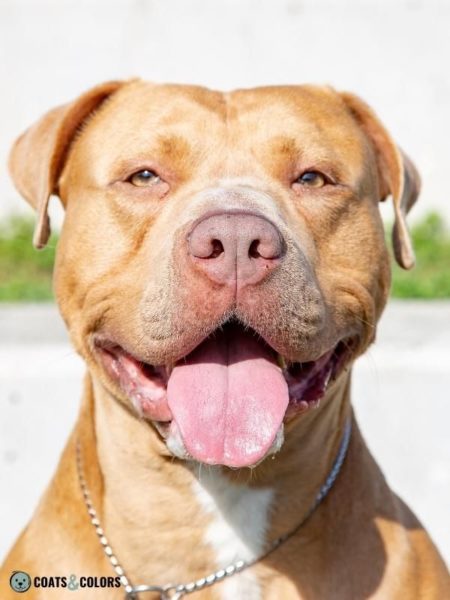 Clear Sable (Ay) | Coats and Colors