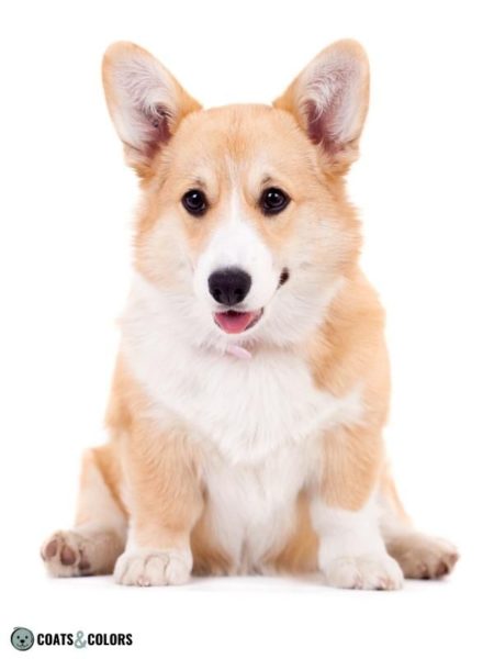 Clear Sable (Ay) | Coats and Colors