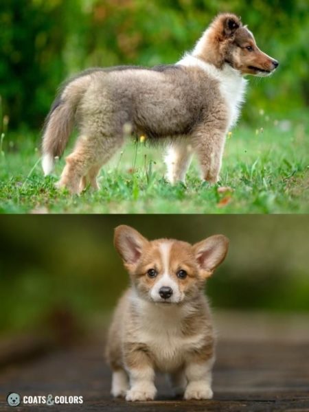 Clear Sable (Ay) | Coats and Colors