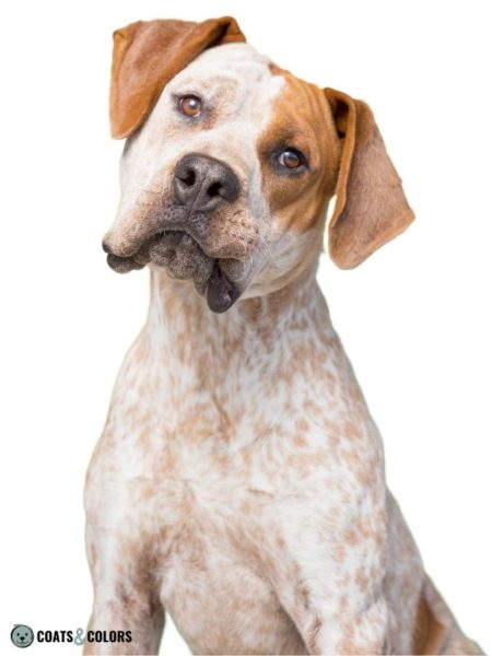 Clear Sable (Ay) | Coats and Colors