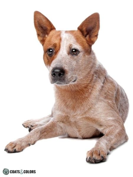 Clear Sable (Ay) | Coats and Colors