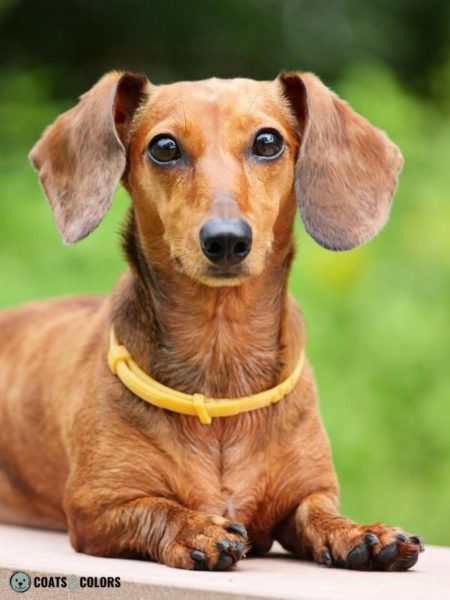 Shaded Sable (Ays) | Coats and Colors