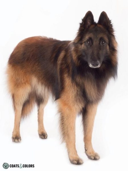 Shaded Sable (Ays) | Coats and Colors