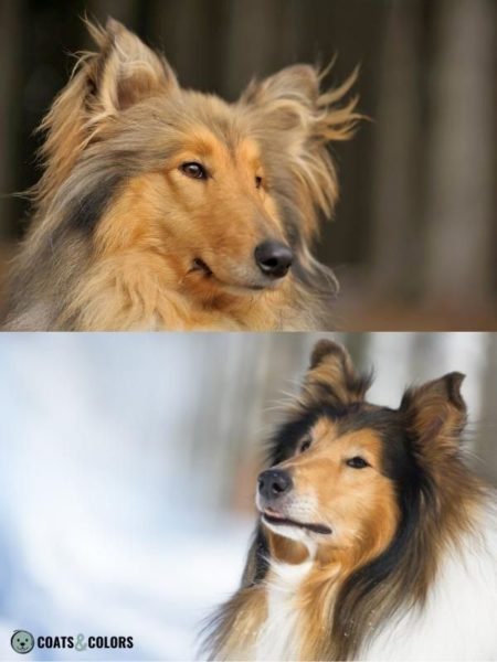 Shaded Sable (Ays) | Coats and Colors