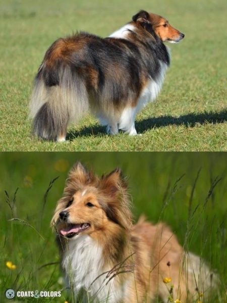 Shaded Sable (Ays) | Coats and Colors