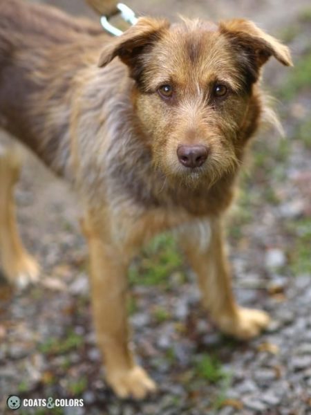 Shaded Sable (Ays) | Coats and Colors