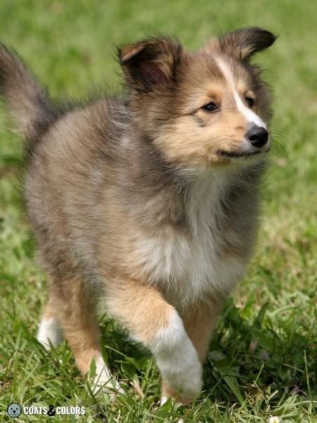 Shaded Sable (Ays) | Coats and Colors