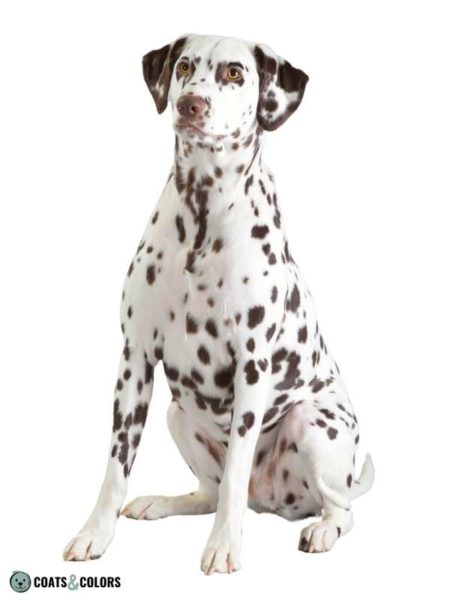 Ticking, Spots & Roan | Coats and Colors