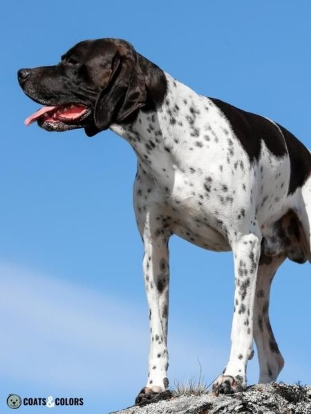 Ticking, Spots and Roan | Coats and Colors