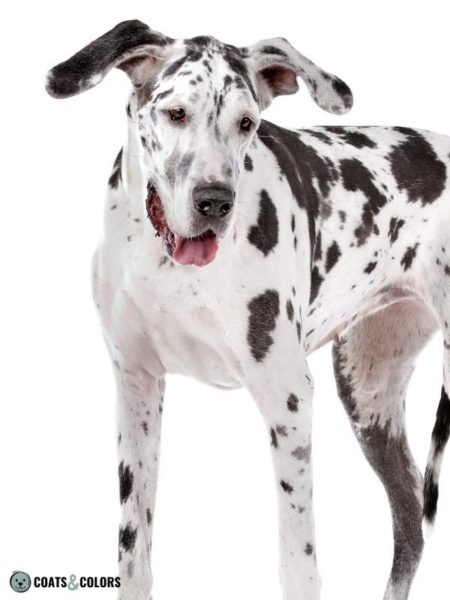 Ticking, Spots & Roan | Coats and Colors