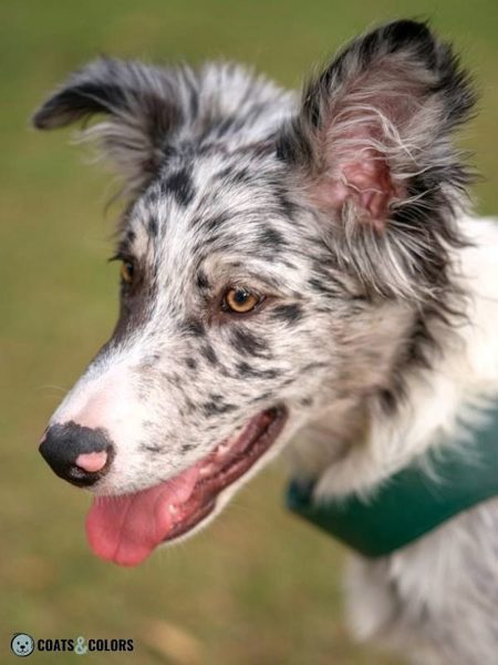 Ticking, Spots & Roan | Coats and Colors