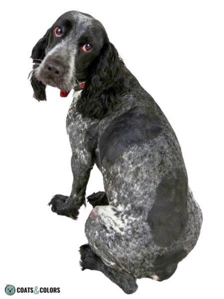 Ticking, Spots and Roan | Coats and Colors