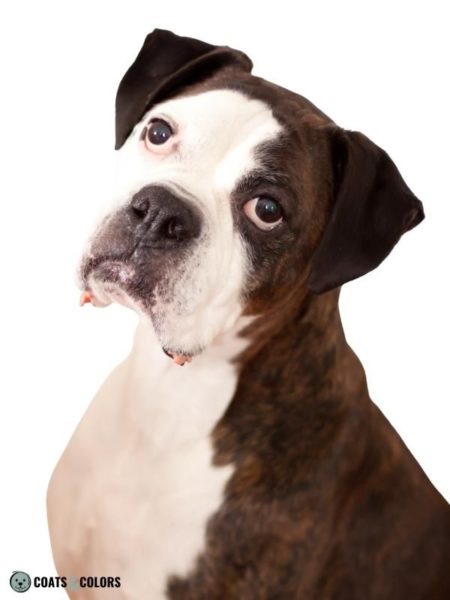 Whitehead | Coats and Colors