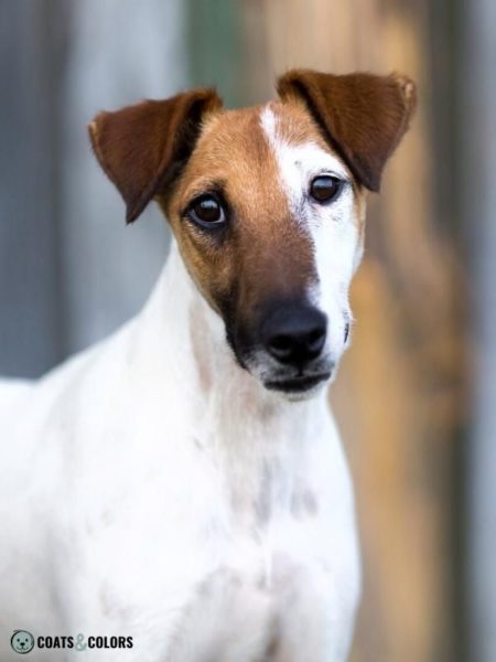 Whitehead | Coats and Colors