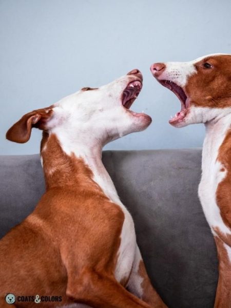 Whitehead | Coats and Colors