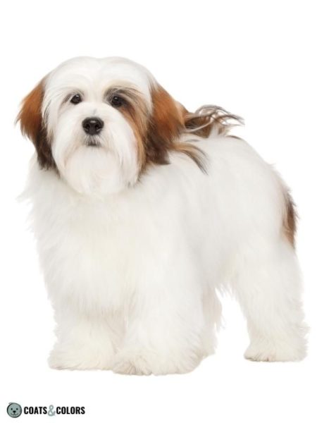 Whitehead | Coats and Colors