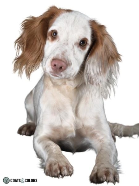 Whitehead | Coats and Colors