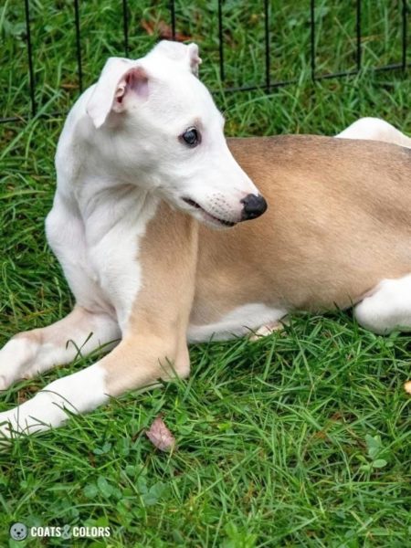 Whitehead | Coats and Colors