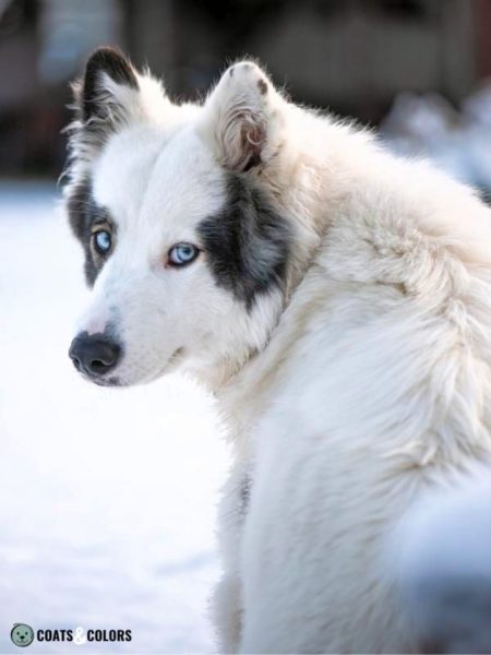 Whitehead | Coats and Colors