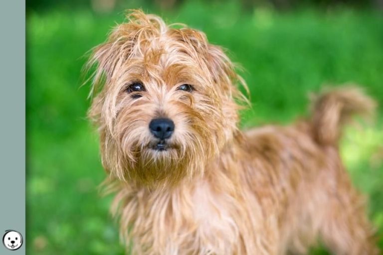 Dog Coat Types | Coats and Colors