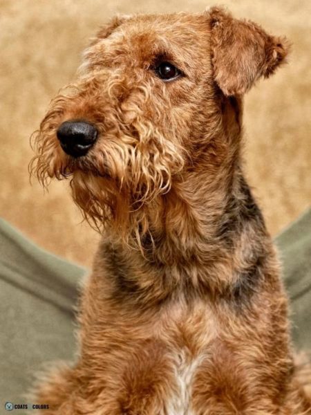 Airedale Terrier Coat Colors | Coats and Colors